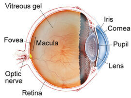 Macular Edema | Star Retina